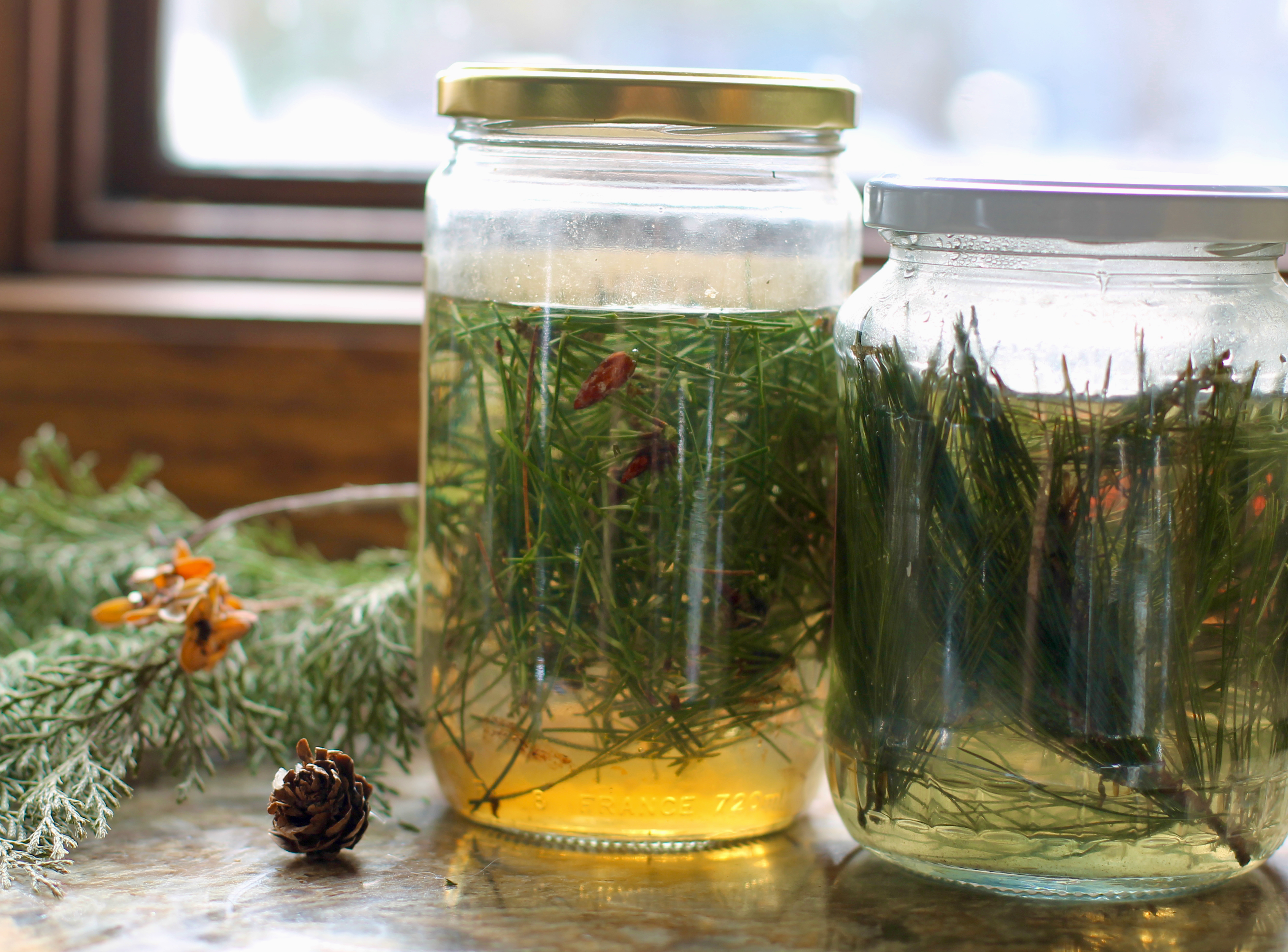 Fizzy fermented pine needle drink – Twin Cities Herbs